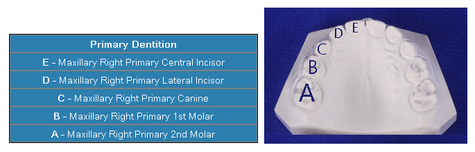 Introduction to Dental Terminology